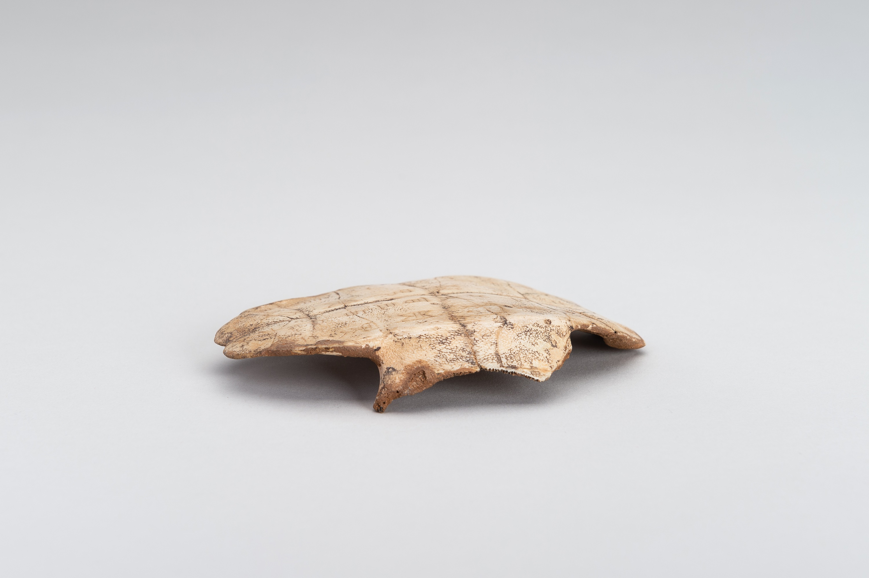 Lot 63 - AN INSCRIBED SHANG DYNASTY ‘ORACLE BONE’