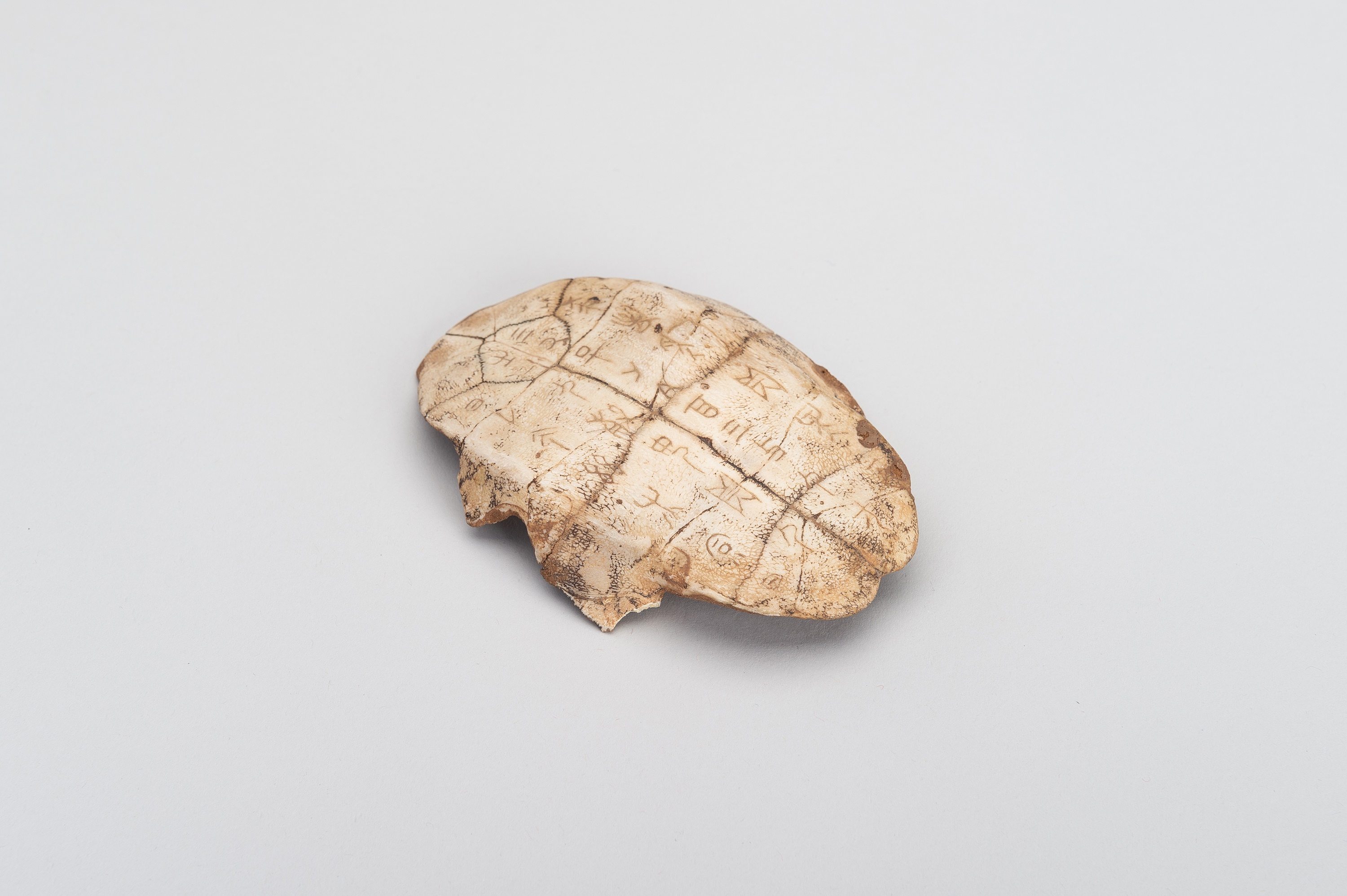 Lot 63 - AN INSCRIBED SHANG DYNASTY ‘ORACLE BONE’