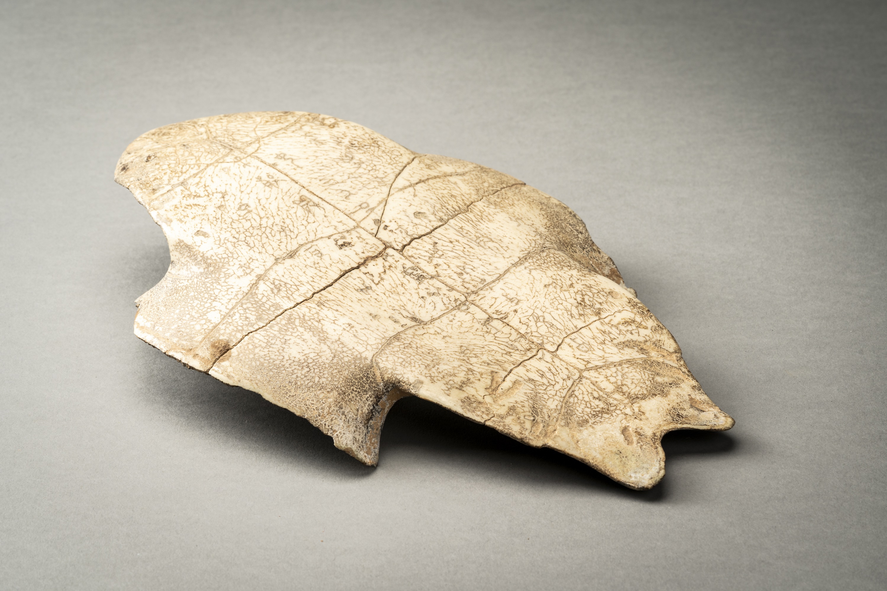 Lot 40 - AN INSCRIBED SHANG DYNASTY ‘ORACLE BONE’