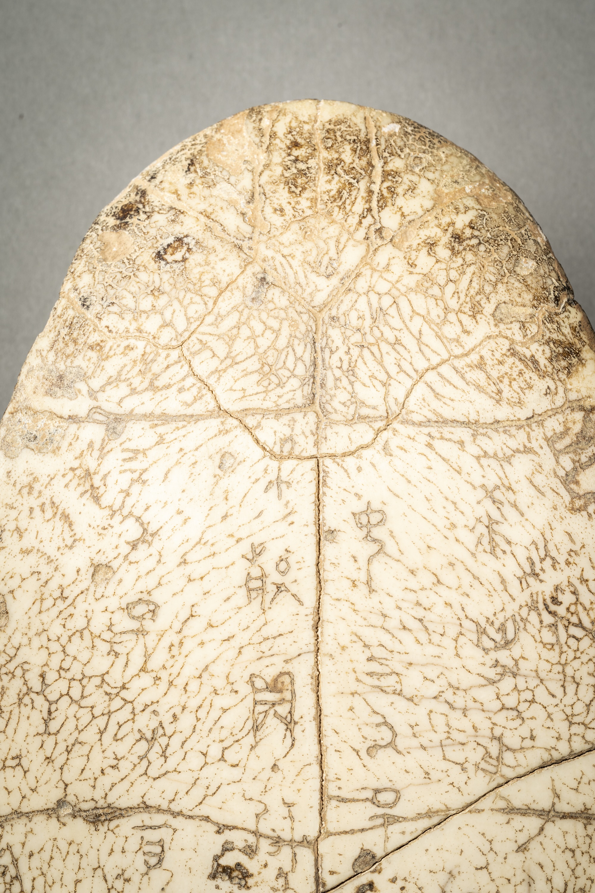 Lot 40 - AN INSCRIBED SHANG DYNASTY ‘ORACLE BONE’