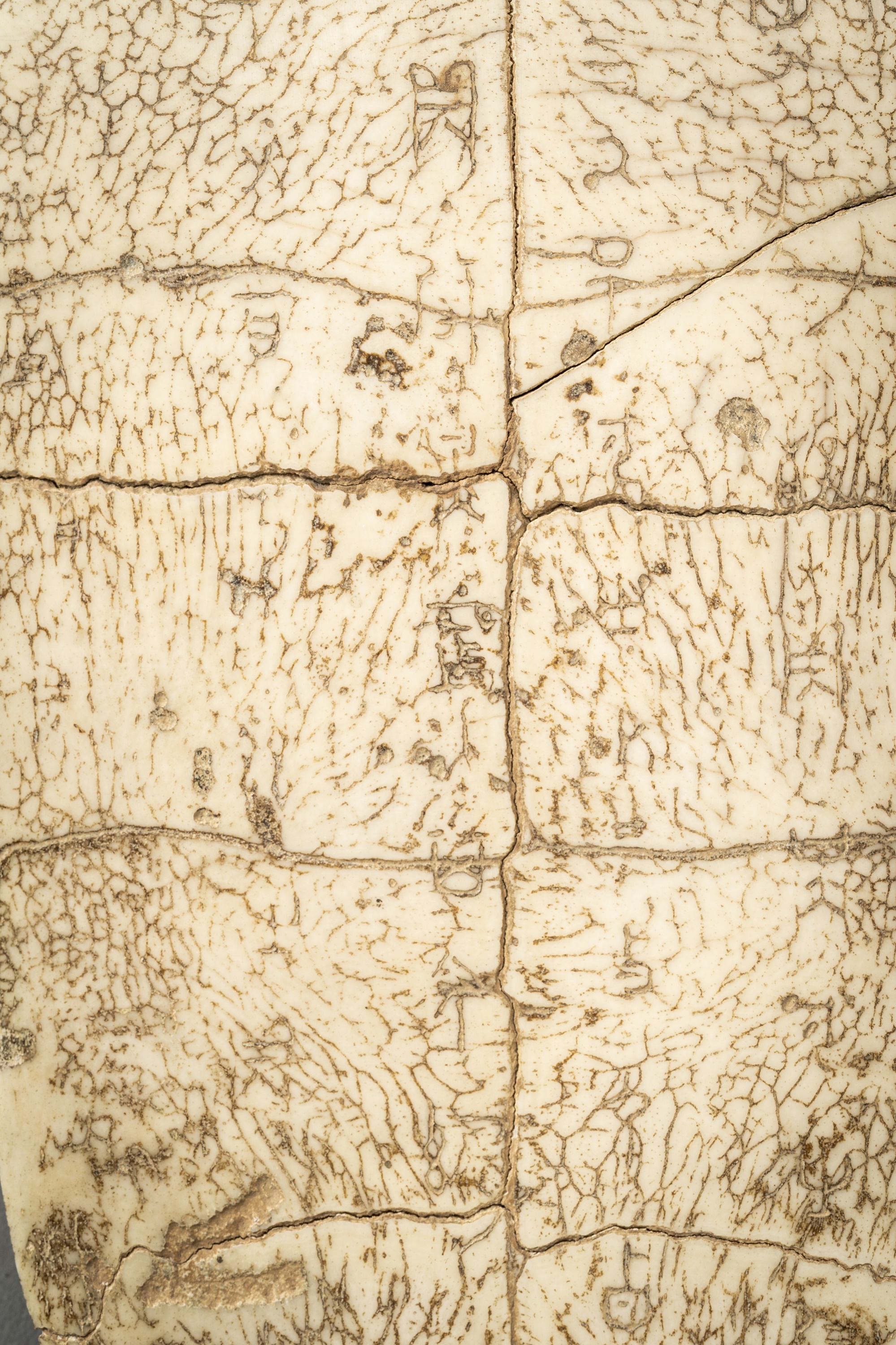 Lot 40 - AN INSCRIBED SHANG DYNASTY ‘ORACLE BONE’